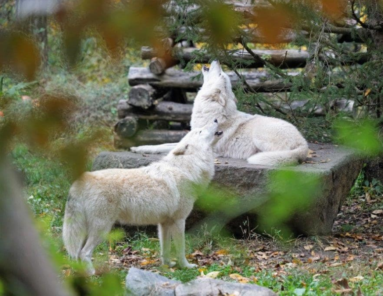 Community Support - Wolf Home Products