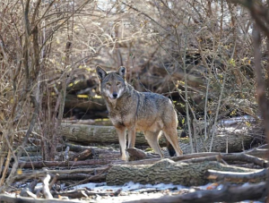 Grove | Wolf Home Products